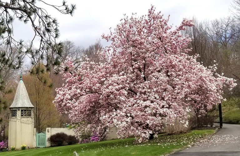 Magnificent Magnolias - Greenwood Gardens